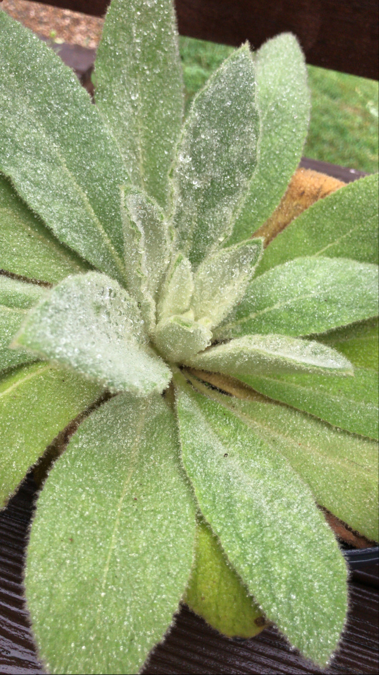 Homemade Organic Mullein Garlic Ear Oil - Exodus WildSchool